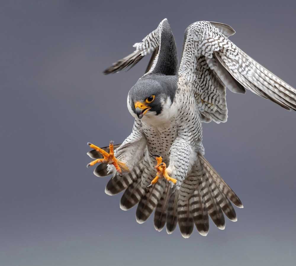 Scotland's Iconic Peregrine Falcons Scotland's Iconic Peregrine Falcons