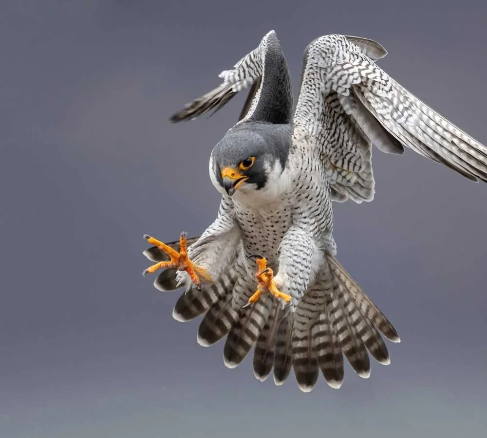 Scotland's Iconic Peregrine Falcons