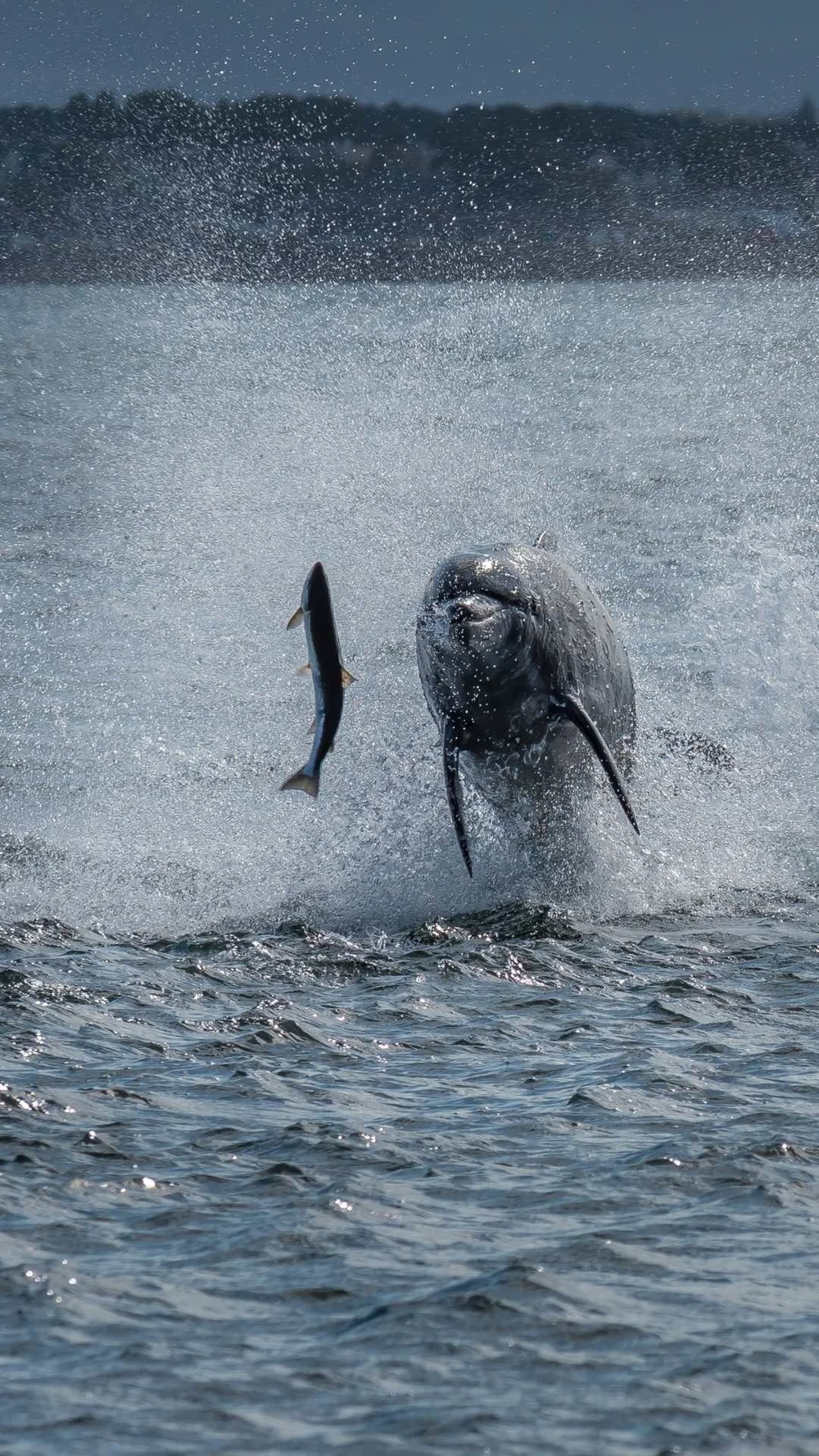 Moray Firth: Scotland's Coastal Gem for Dolphin Watching and Outdoor ...