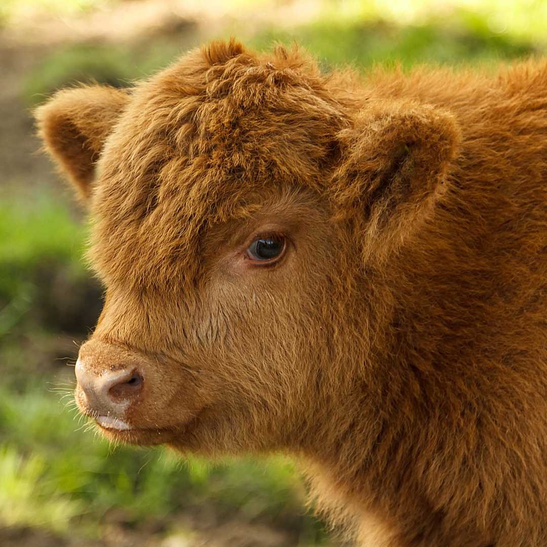 Highland Cows in Scotland: Everything You Need to Know & Where to Find Them