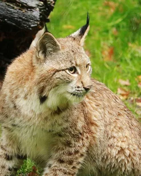 Scottish Wildcats: Facts, Habitat and Conservation Efforts