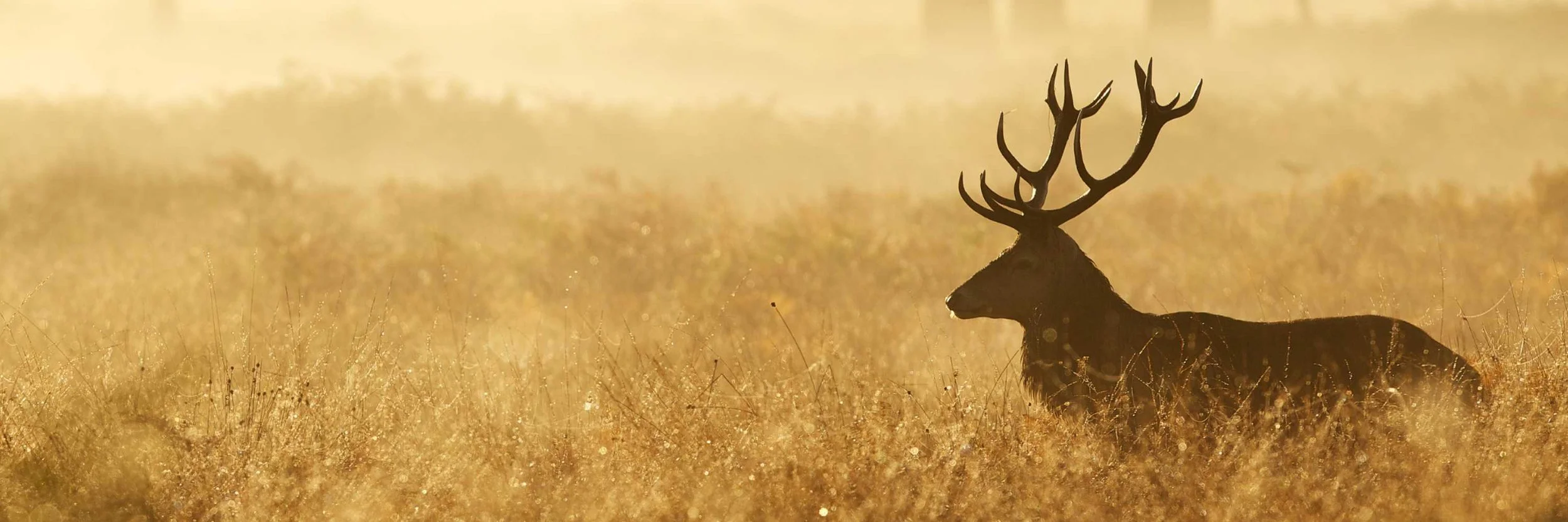 Red Deer in Scotland: Fun Facts, Top Tips & Where to Find Them