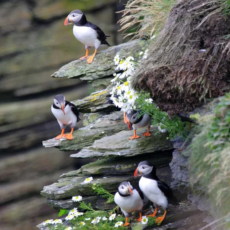 Discover Puffins in Scotland: The Best Places to See Them