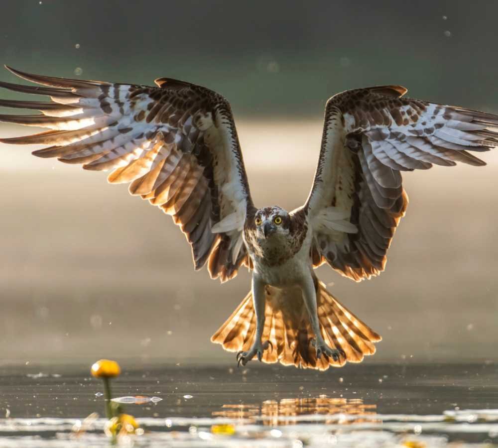 Ospreys in Scotland: Where to Spot Them and Fun Facts