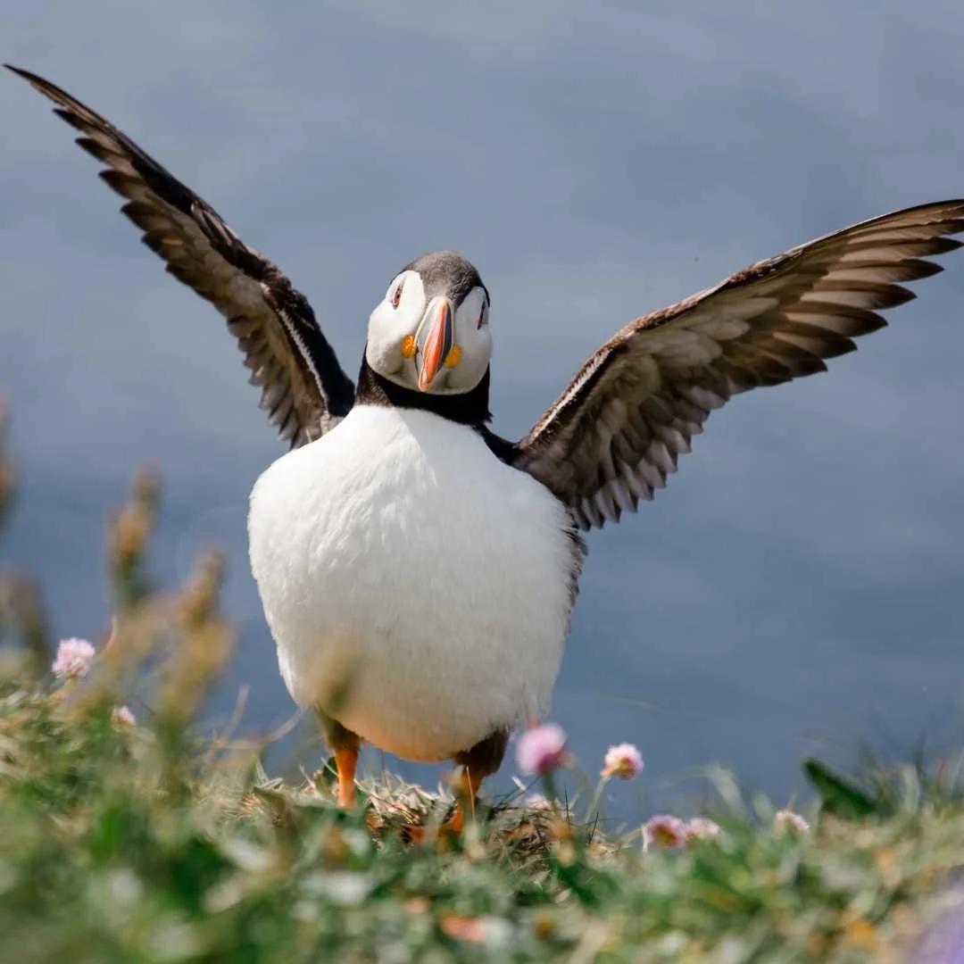 Puffins in Scotland: The Where, The When & The How