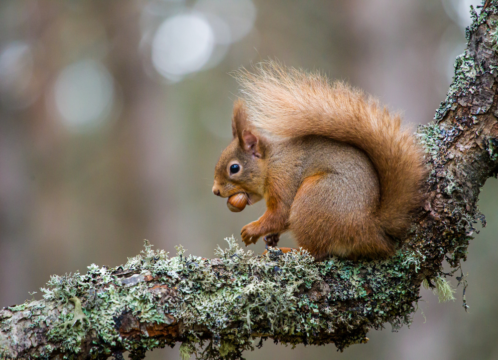 Wild Encounters: Discover Scotland's Wildlife in Natural Reserves and ...