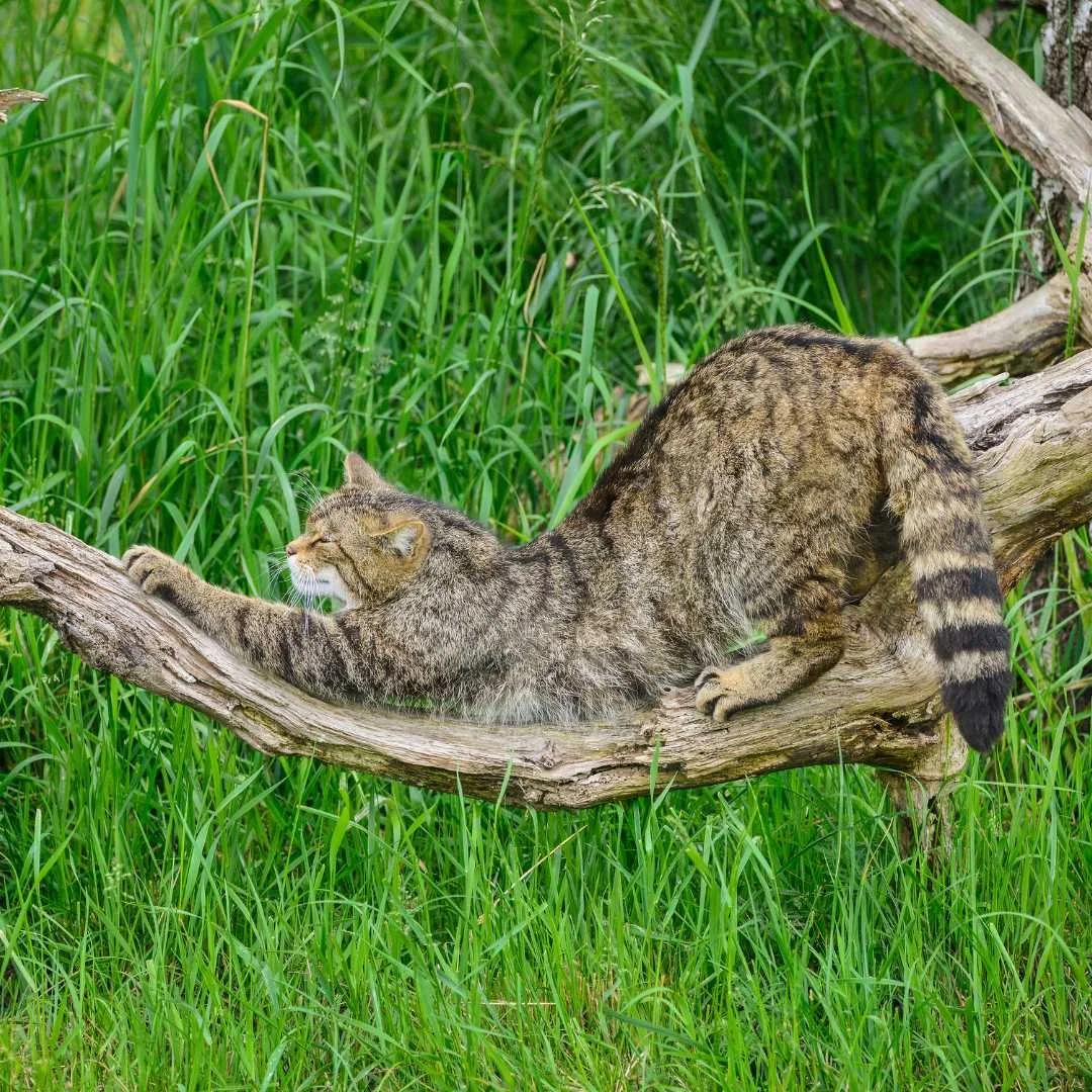 Discover Scottish Wildlife & Guides