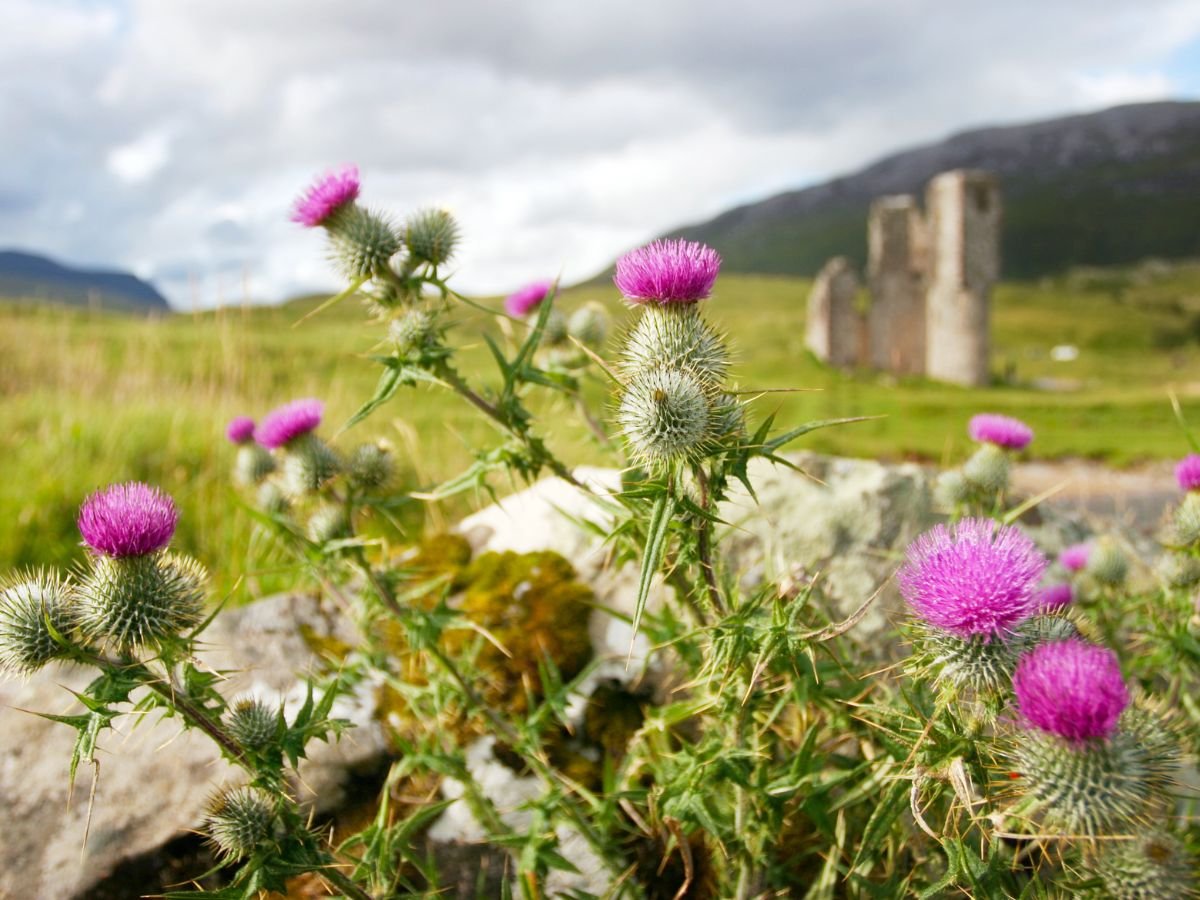 Uncover Your Scottish Roots: A Guide to Tracing Scottish Ancestry