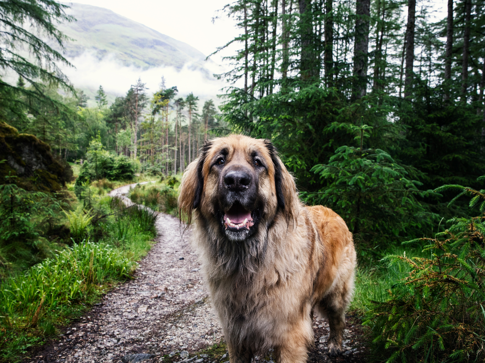The Ultimate Scotland Guide: Touring The Highlands of Scotland