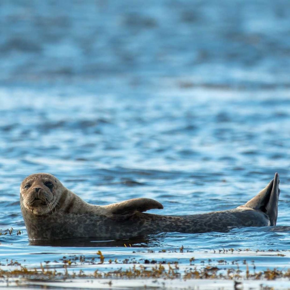 Discover the Enchanting Hebrides Islands: Scotland's Hidden Coastal Gems