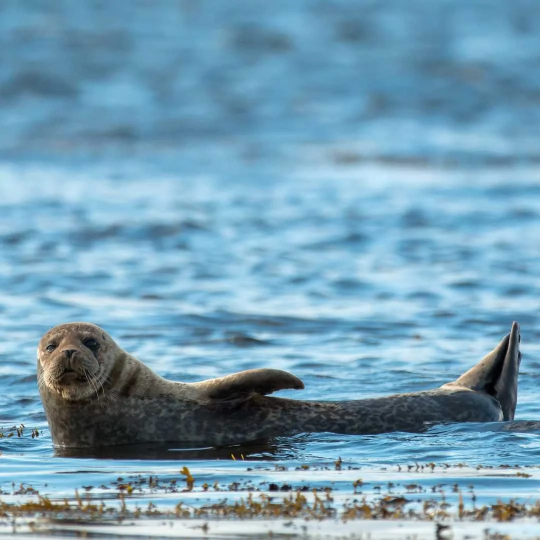 Discover the Enchanting Hebrides Islands: Scotland's Hidden Coastal Gems
