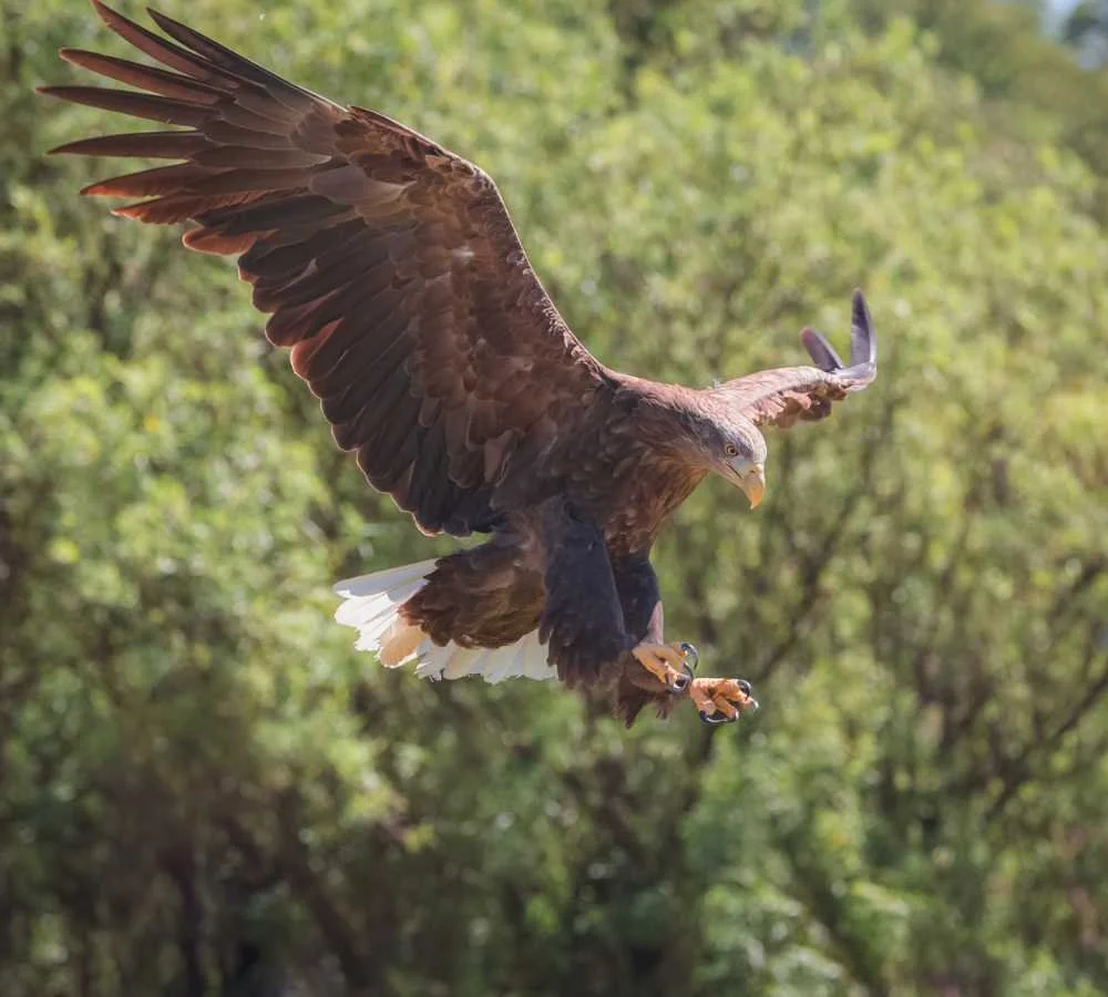 White-Tailed Sea Eagle in Scotland