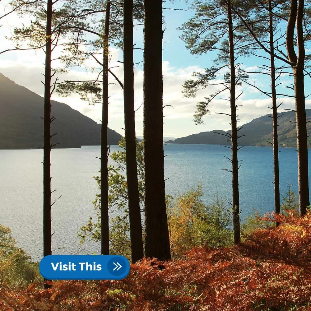 Wallabies on Wallaby Island in Loch Lomond | Guide & Tips