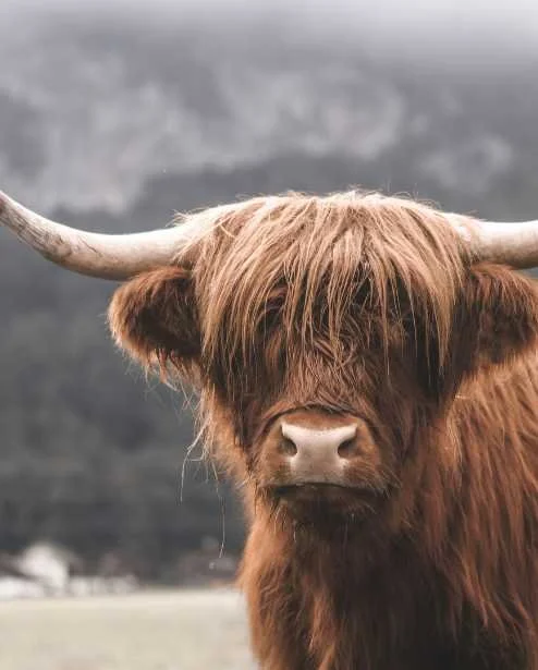 Clan Douglas: A Storied History and Proud Scottish Heritage