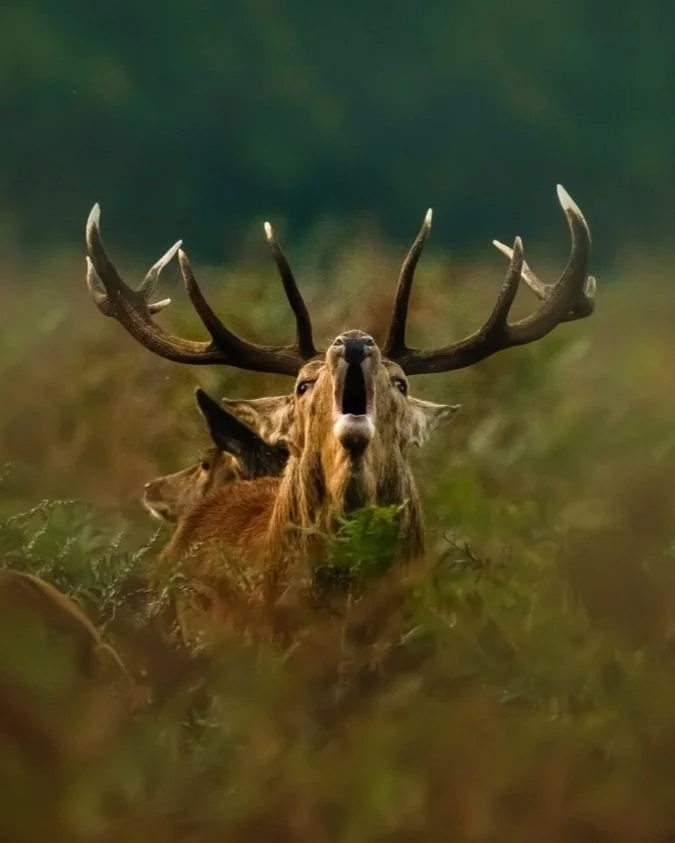 The Ultimate Scotland Guide: Touring The Highlands of Scotland