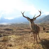 Red Deer in Scotland: Fun Facts, Top Tips & Where to Find Them