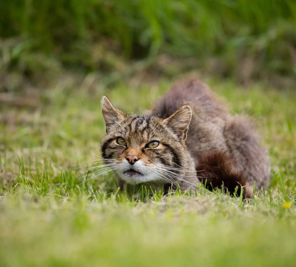 Scottish Wildcats Facts Habitat And Conservation Efforts scottish-wildcats-facts-habitat-and-conservation-efforts
