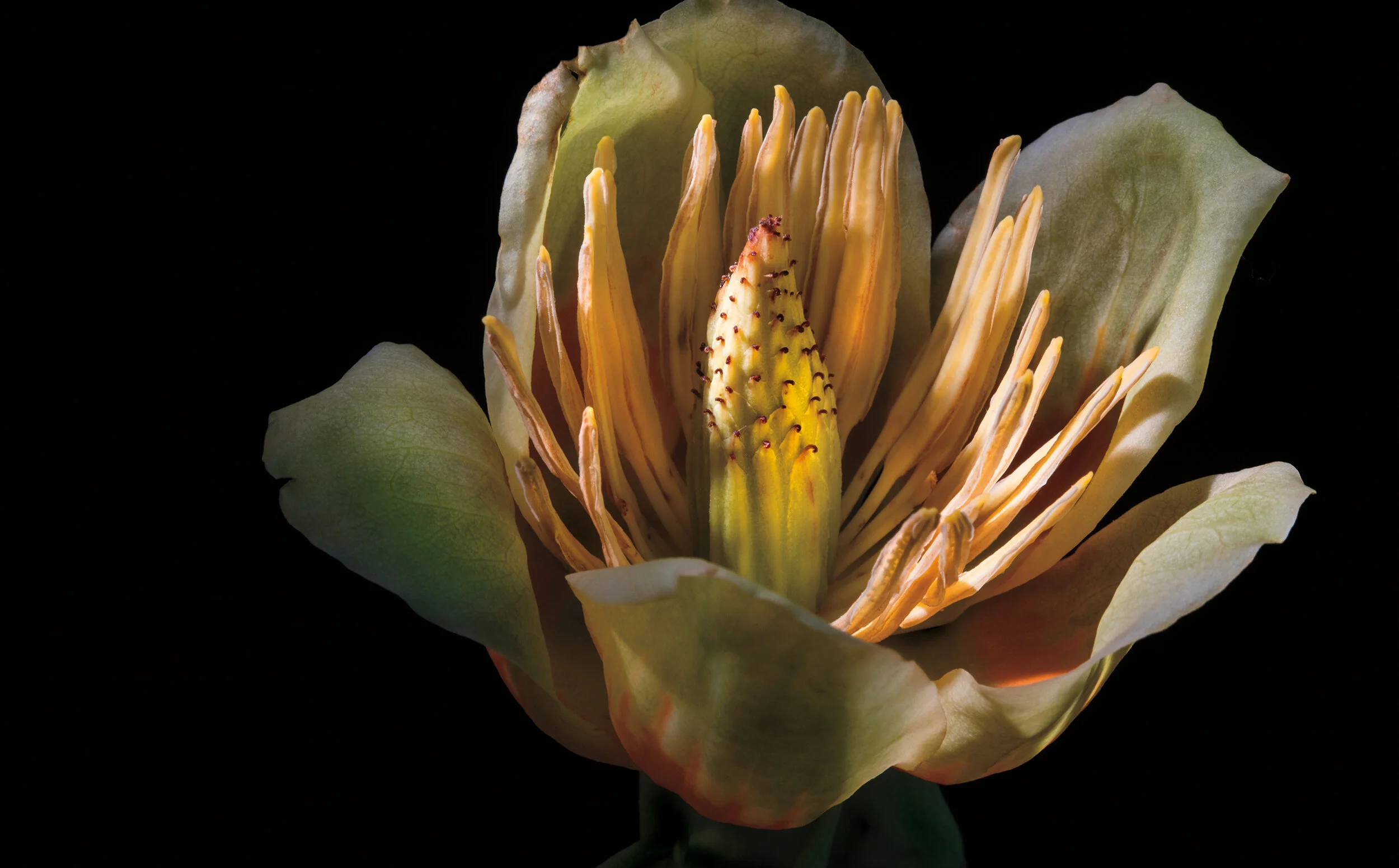 Wildflowers of NYC — andrew garn photographs