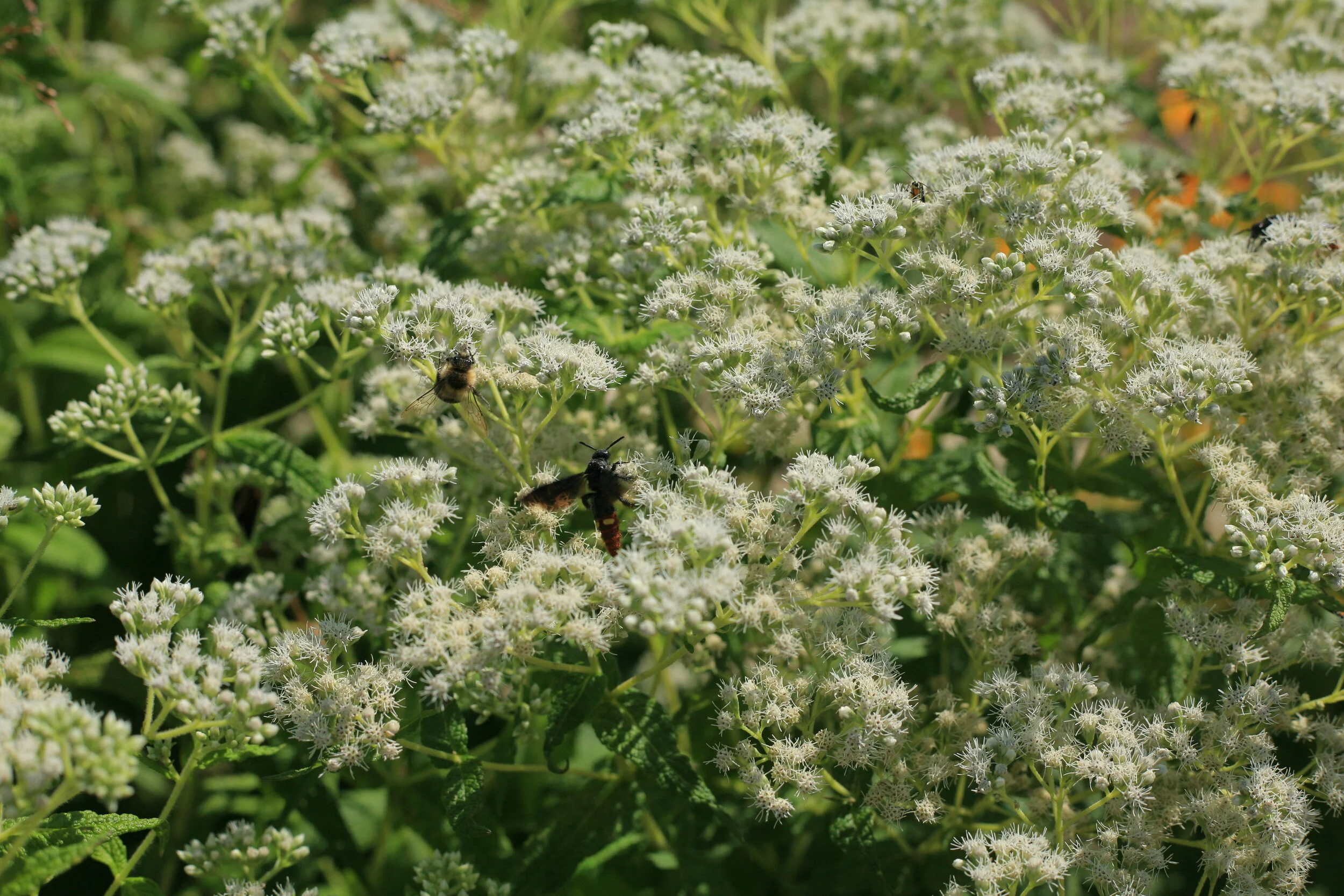 Pollinator Garden Habitat Pack (dry/average soil, full sun) — The ...