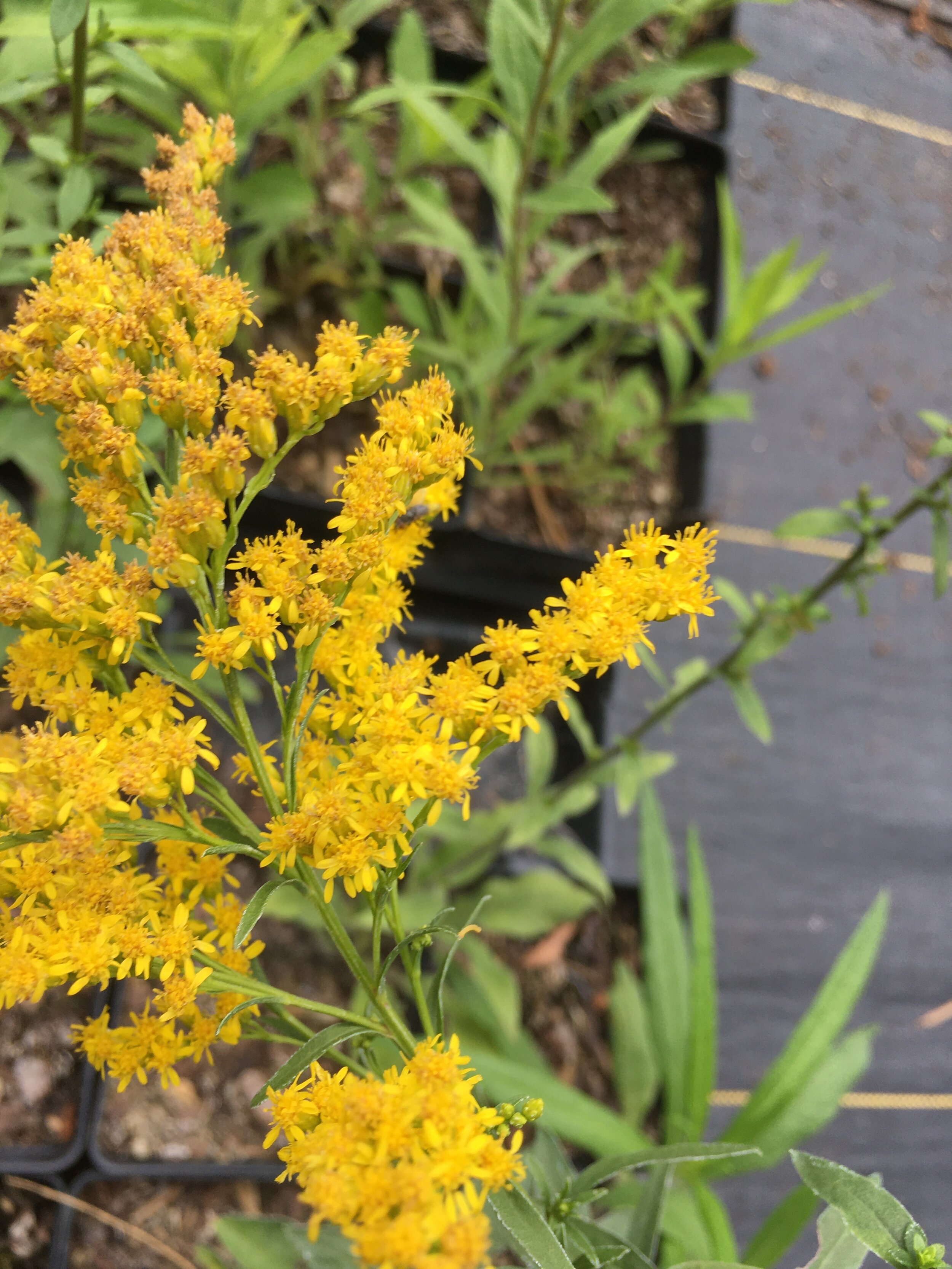 Virginia Native Plants — The Natural Garden, Inc.