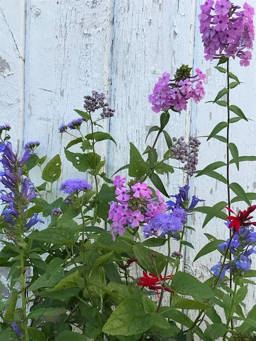 Dry Sun Habitat Pack (dry/average soil, full sun) — The Natural Garden ...