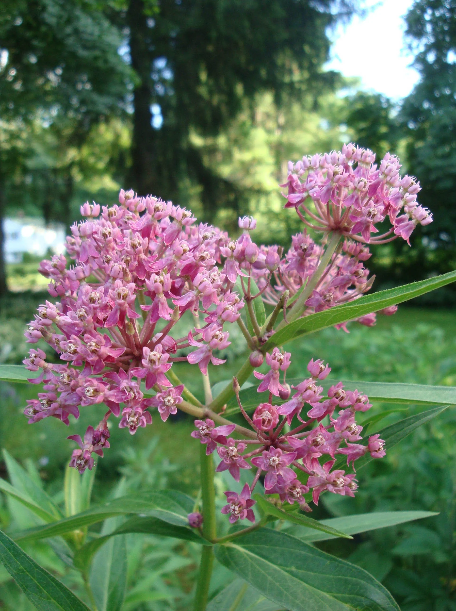 Asclepias incarnata (Rose Milkweed or Swamp Milkweed) — The Natural ...