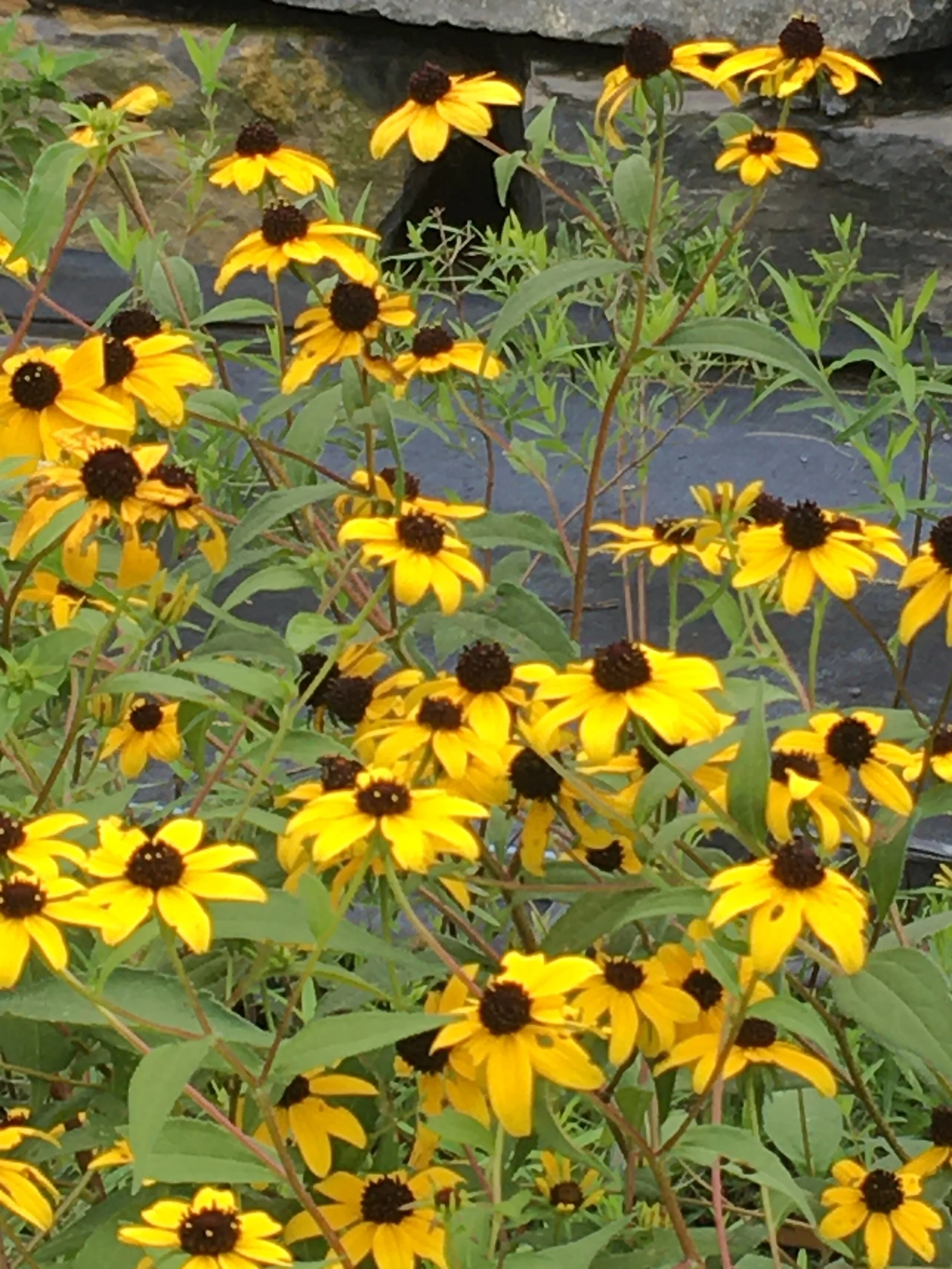 Pollinator Garden Habitat Pack (dry/average soil, full sun) — The ...