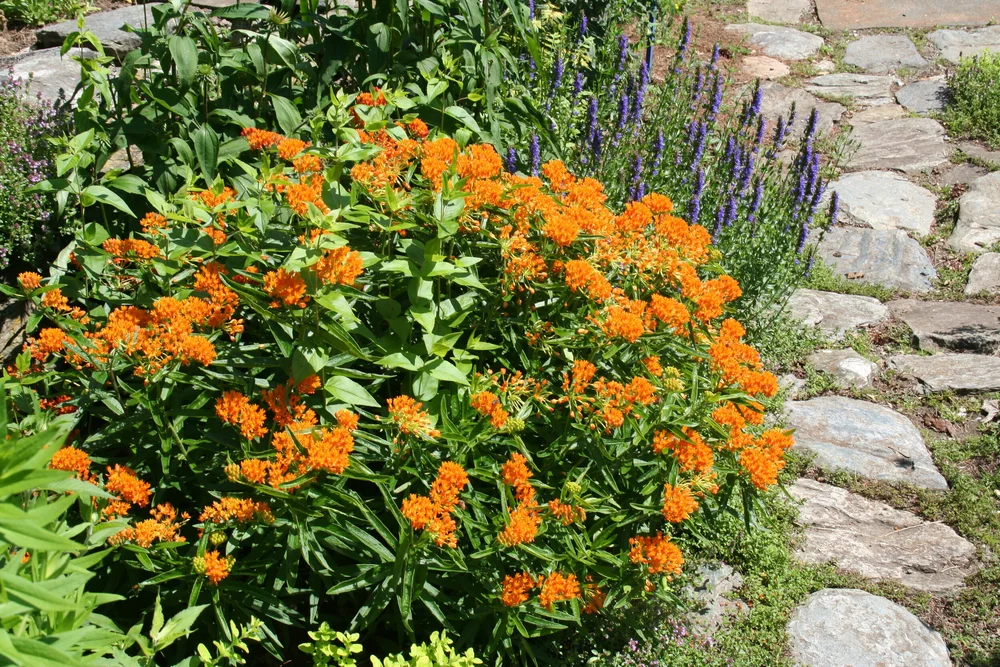 Virginia Native Plants — The Natural Garden, Inc.