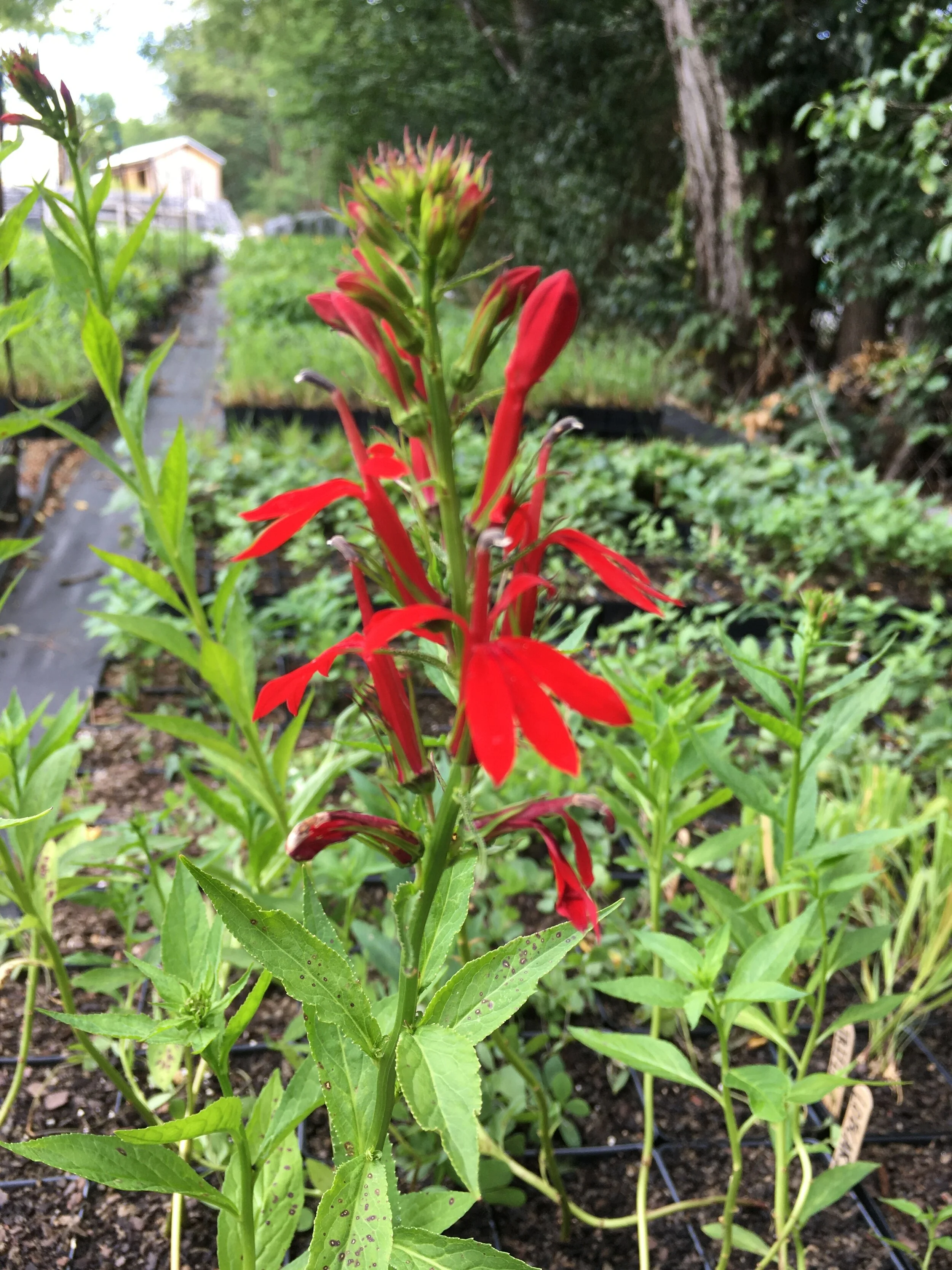 Dry Sun Habitat Pack (dry/average soil, full sun) — The Natural Garden ...