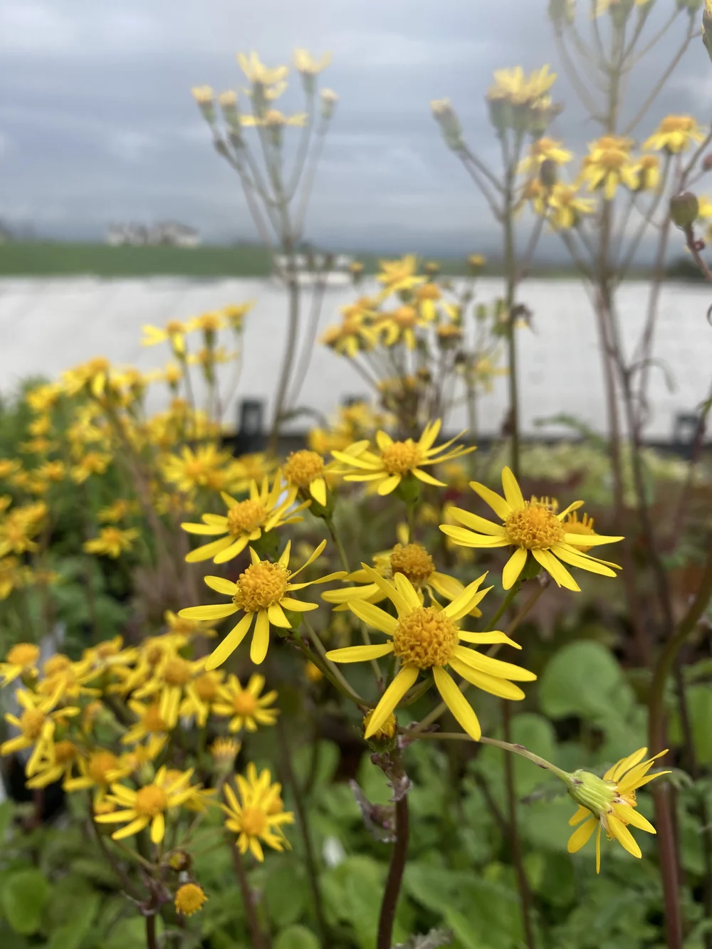 Virginia Native Plants — The Natural Garden, Inc.