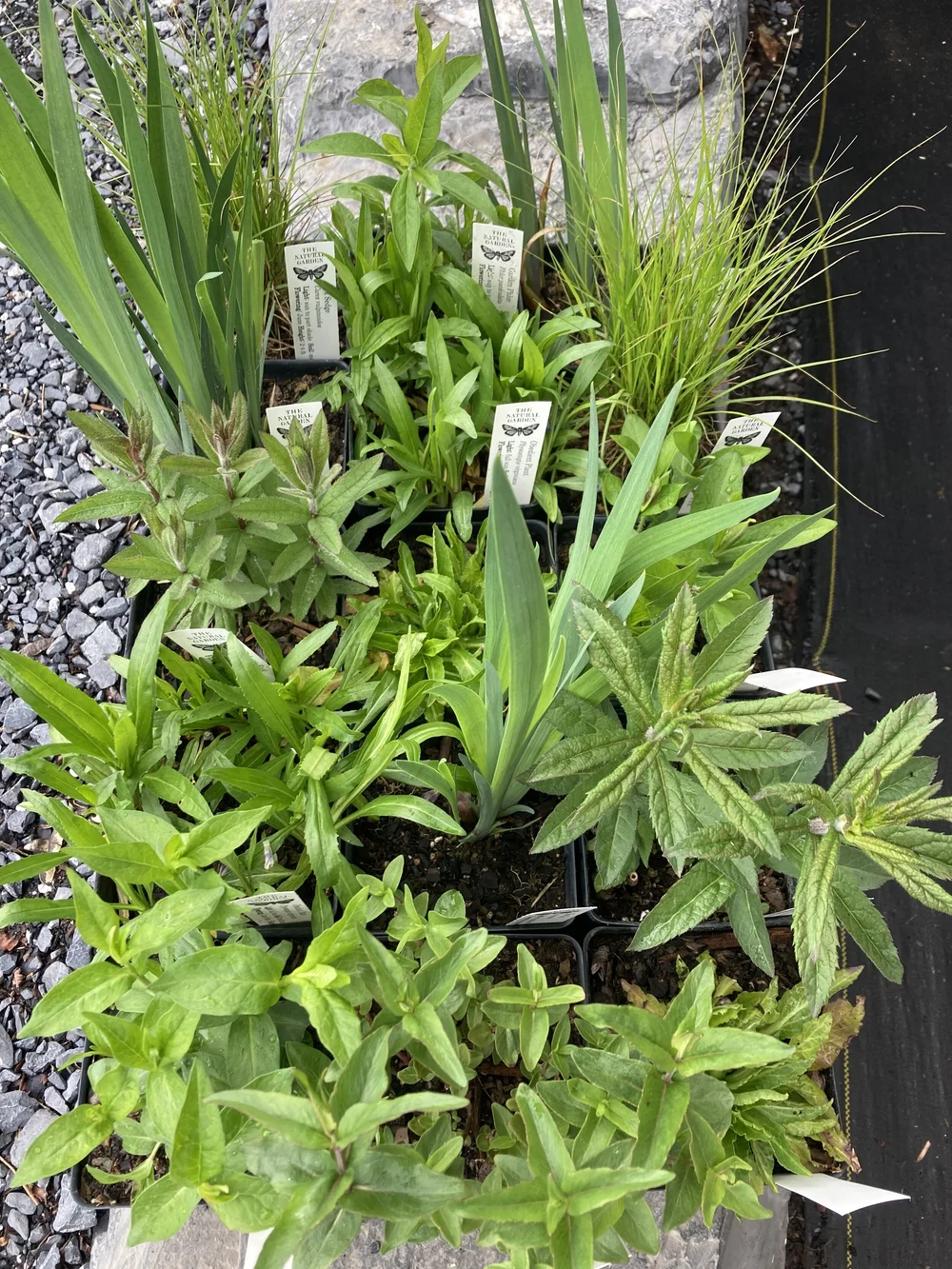 Dry Sun Habitat Pack (dry/average soil, full sun) — The Natural Garden ...