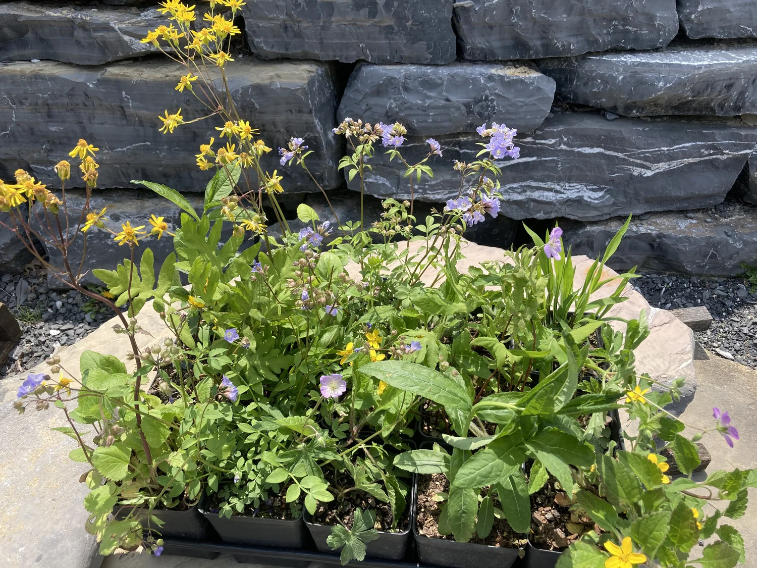 Pollinator Garden Habitat Pack (dry/average soil, full sun) — The ...