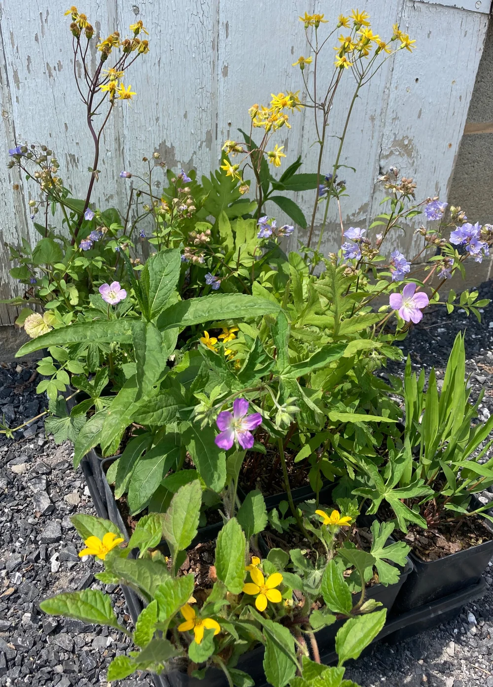 Pollinator Garden Habitat Pack (dry/average soil, full sun) — The ...
