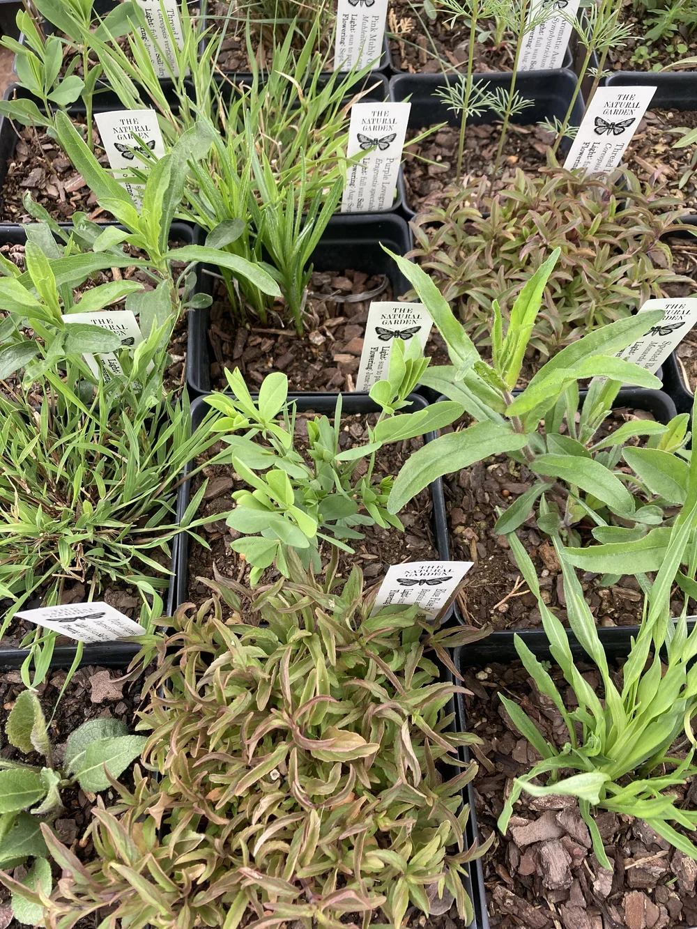 Pollinator Garden Habitat Pack (dry/average soil, full sun) — The ...