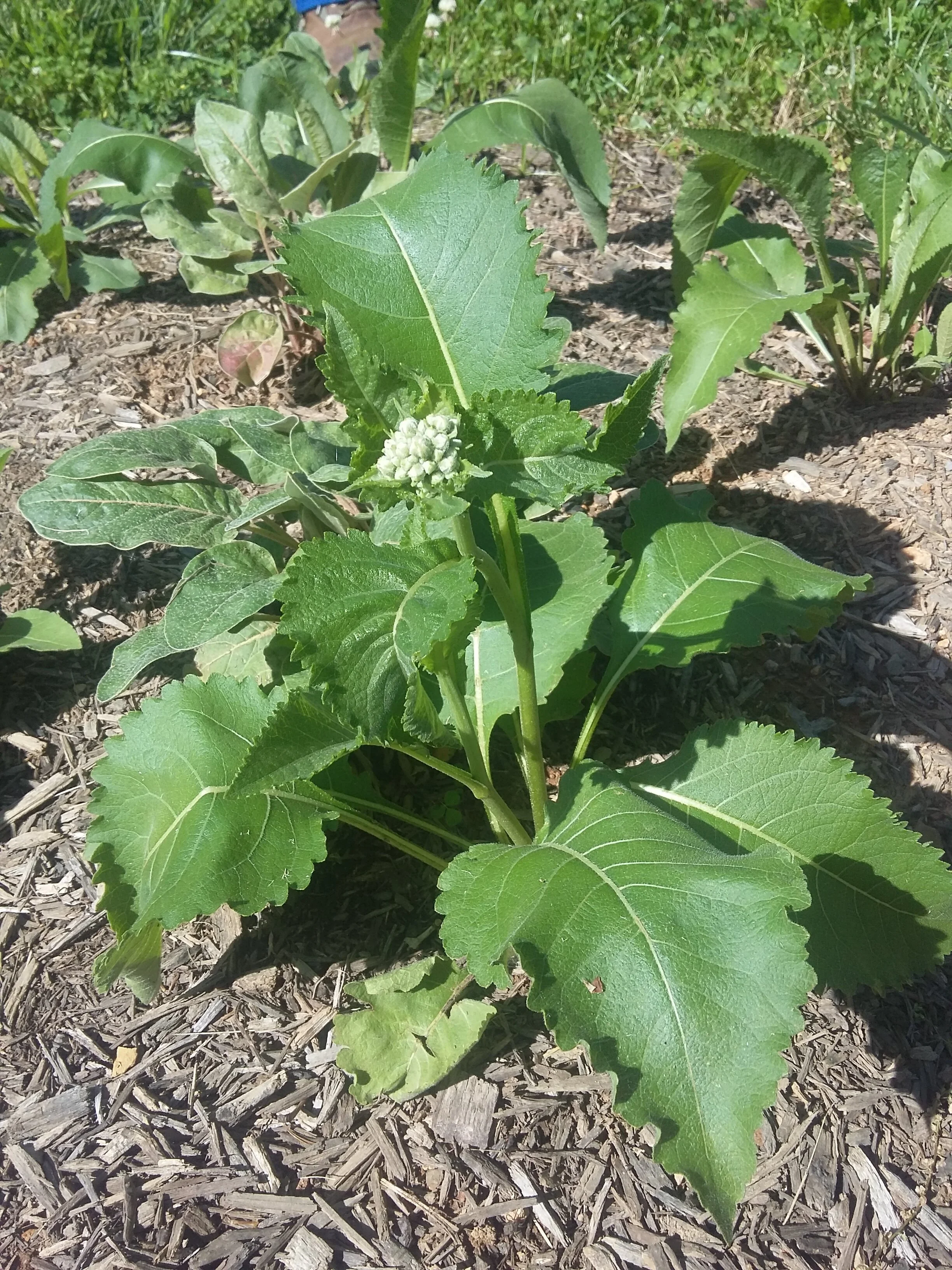 Euphorbia corollata (Flowering Spurge) — The Natural Garden, Inc.