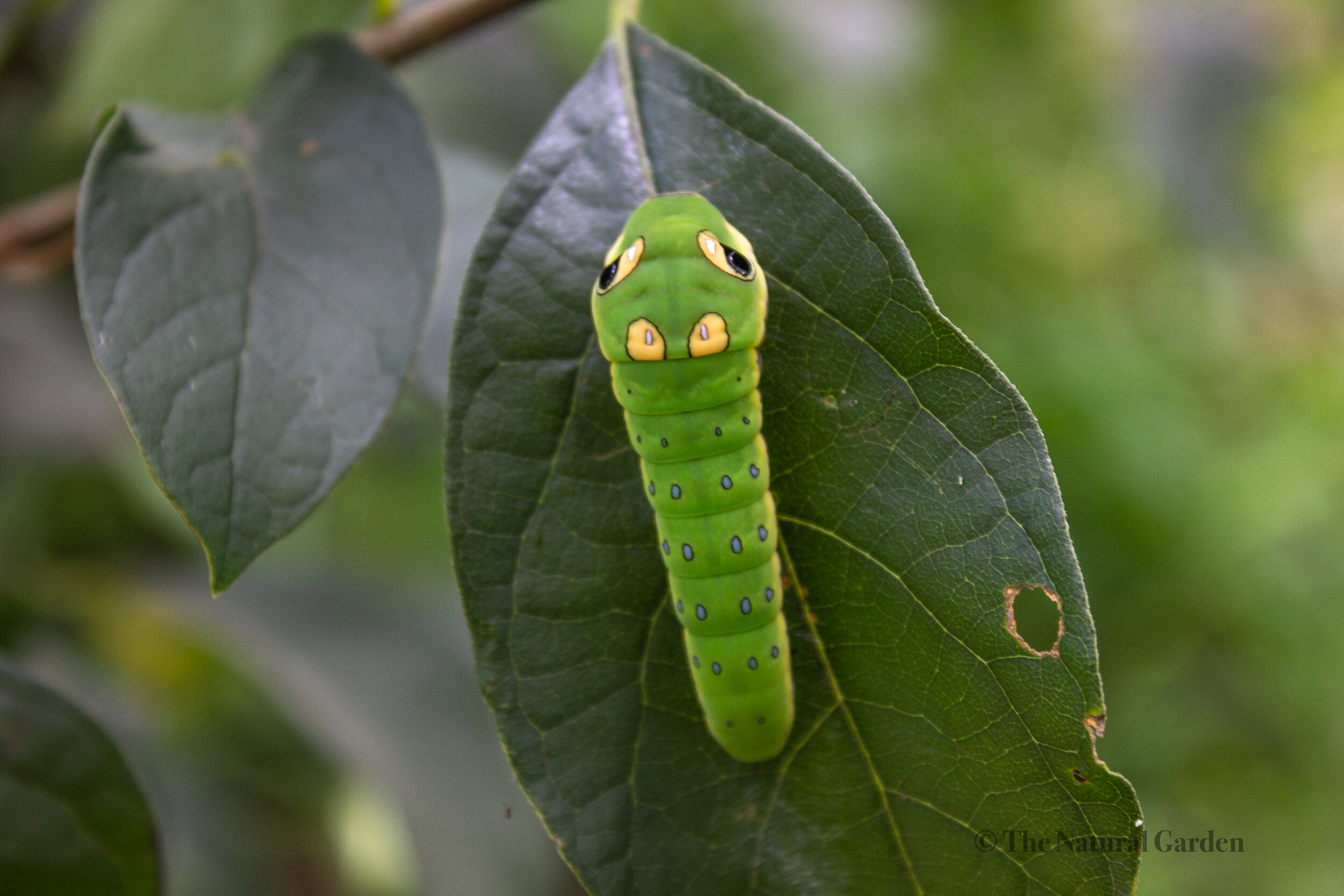 Hypericum prolificum (Shrubby St. John's Wort) — The Natural Garden, Inc.