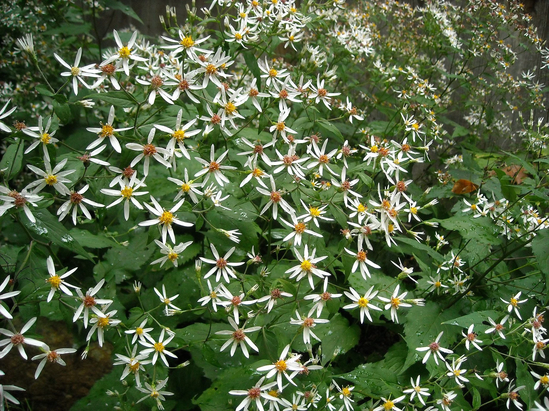 Eurybia divaricata (White Wood Aster) — The Natural Garden, Inc.