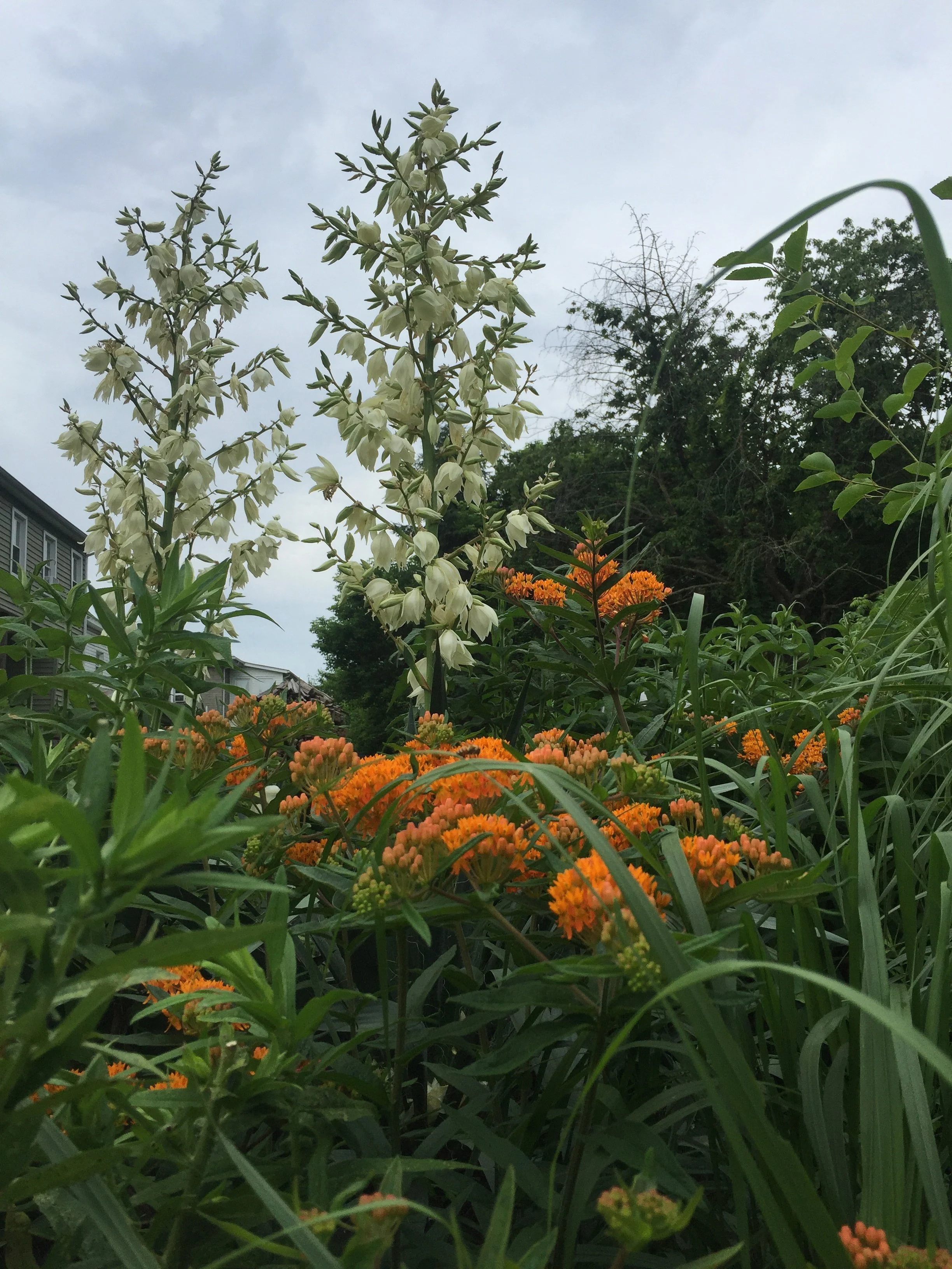Euphorbia corollata (Flowering Spurge) — The Natural Garden, Inc.