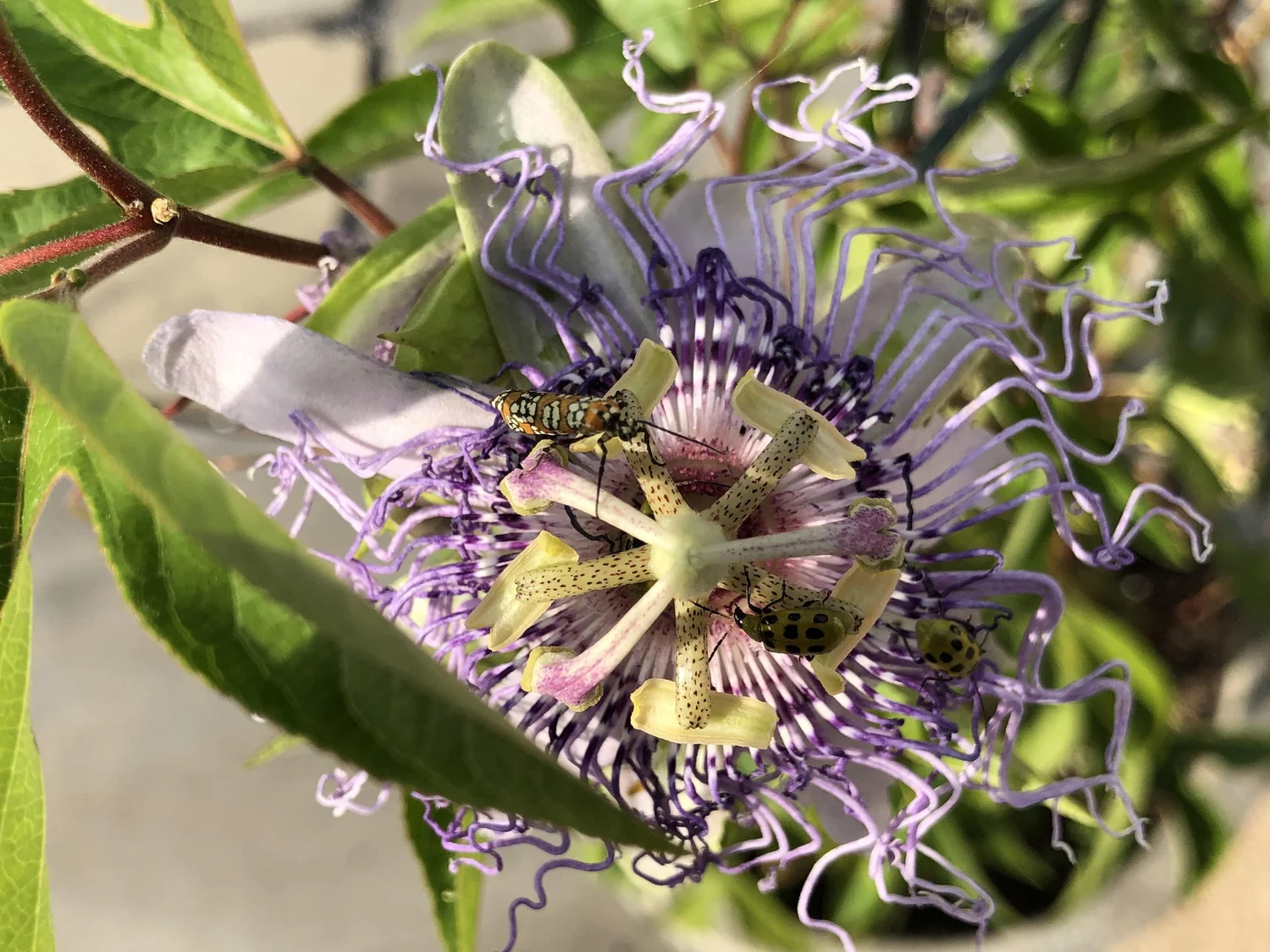 Passiflora Incarnata Flower
