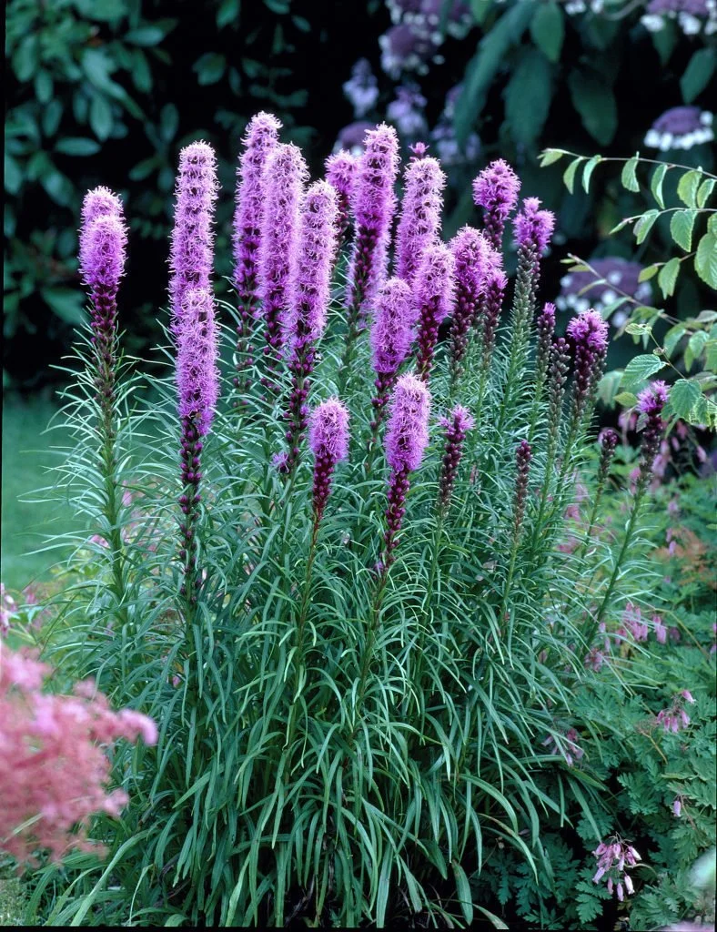 Liatris pilosa (Grassleaf Blazing Star) — The Natural Garden, Inc.