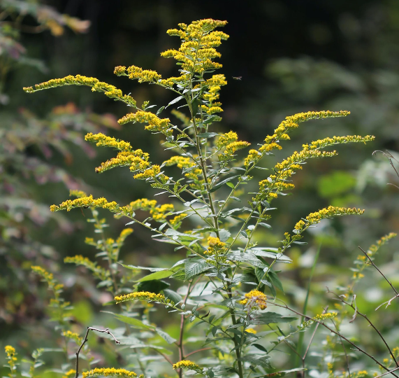 Store 1 — The Natural Garden, Inc.