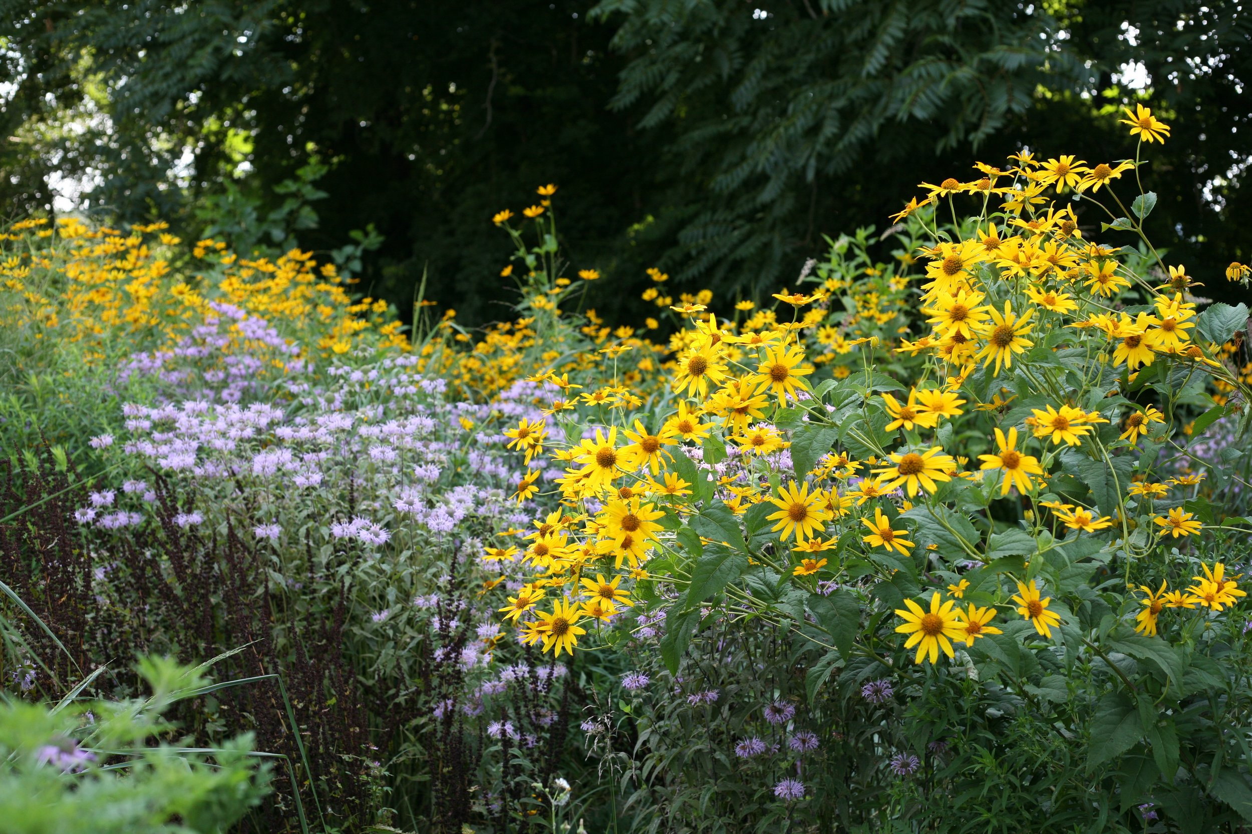 Mini Meadows The Natural Garden Inc mini-meadows-the-natural-garden-inc