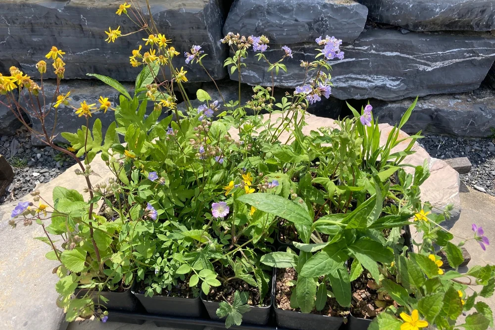 Virginia Native Plants — The Natural Garden, Inc.