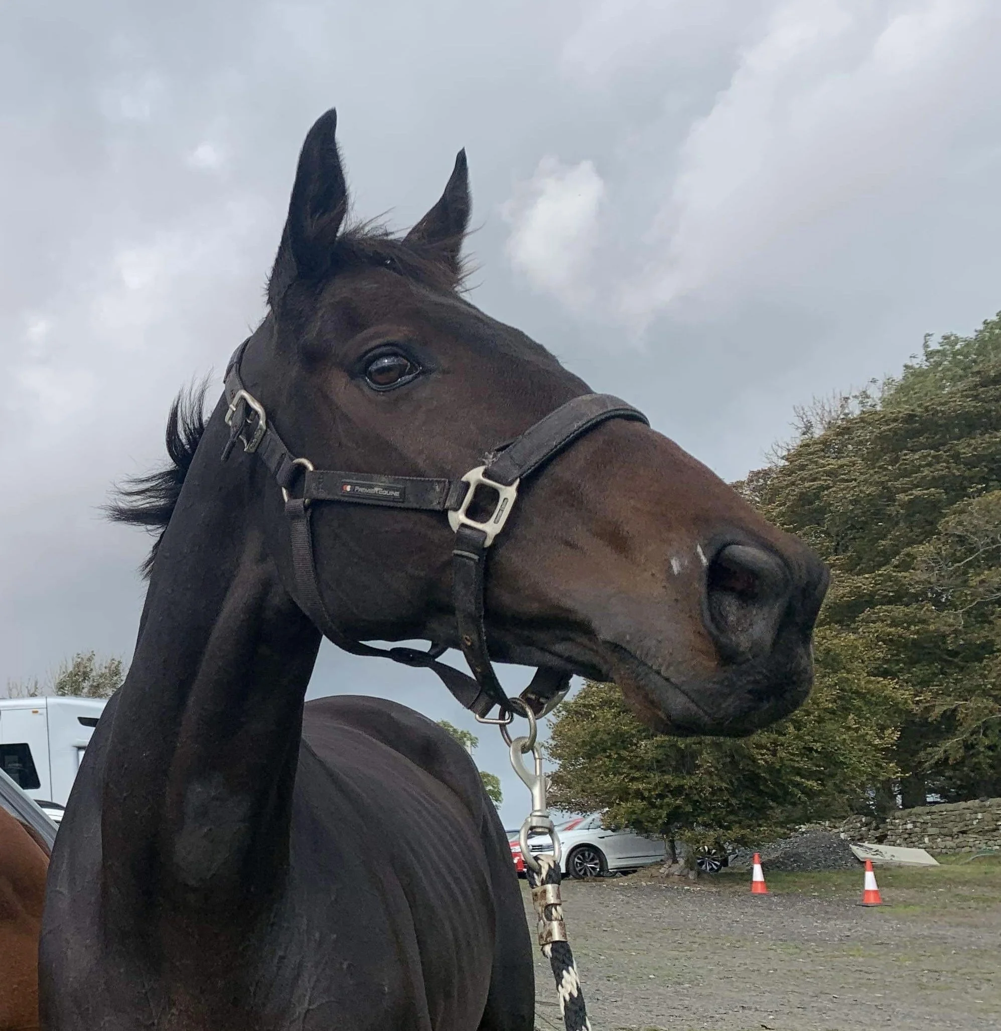 Horses In Training — Coltherd Racing