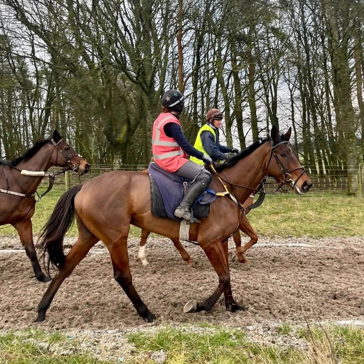 Horses In Training — Coltherd Racing