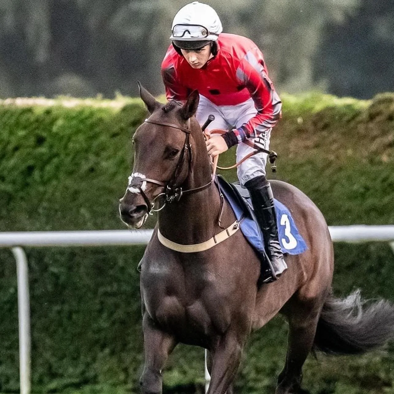 Horses In Training — Coltherd Racing