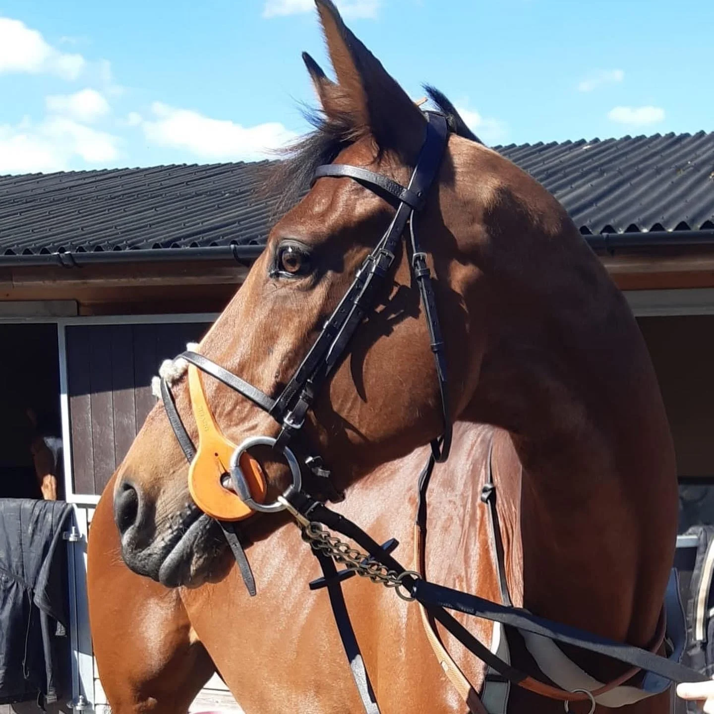 Horses In Training — Coltherd Racing