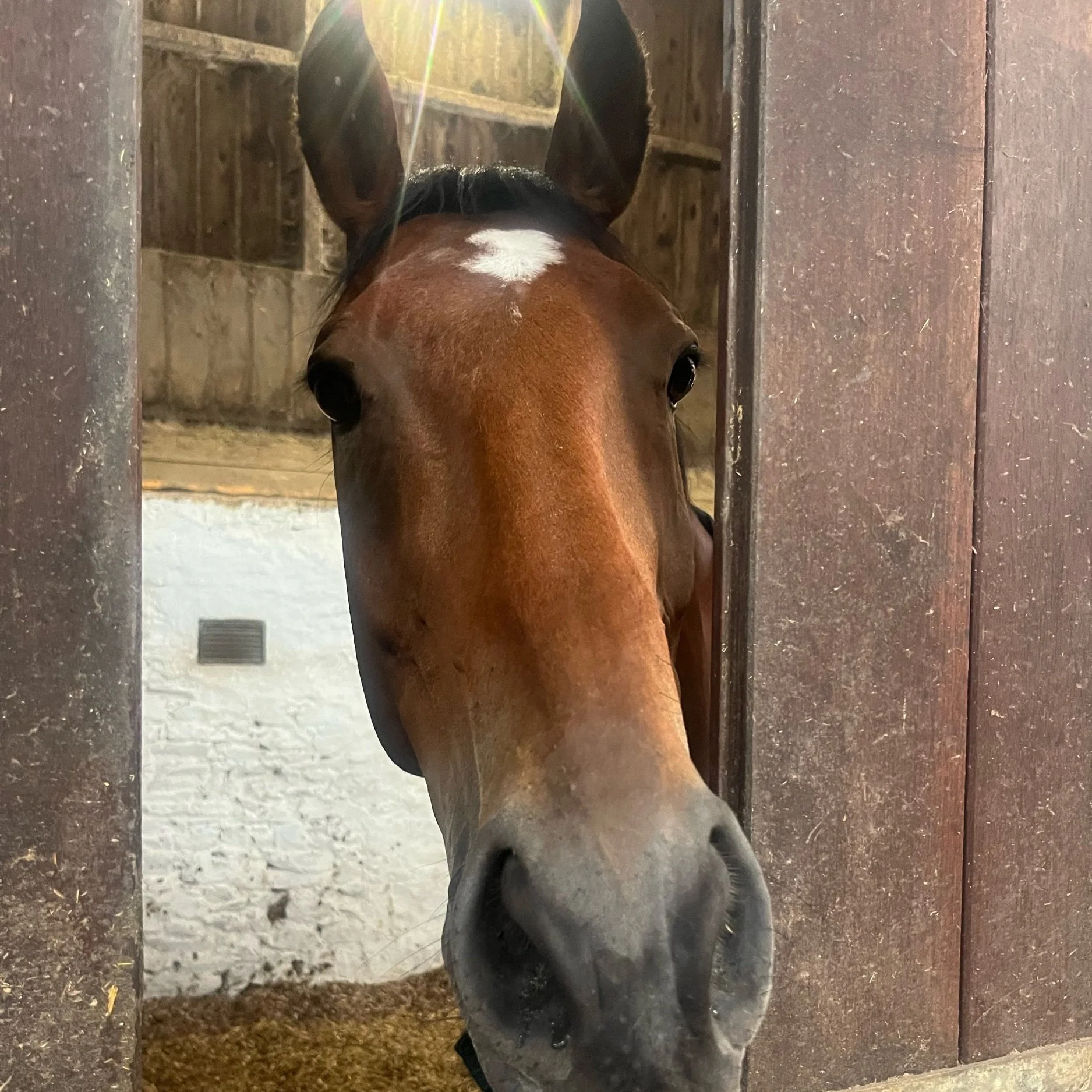 Horses In Training — Coltherd Racing