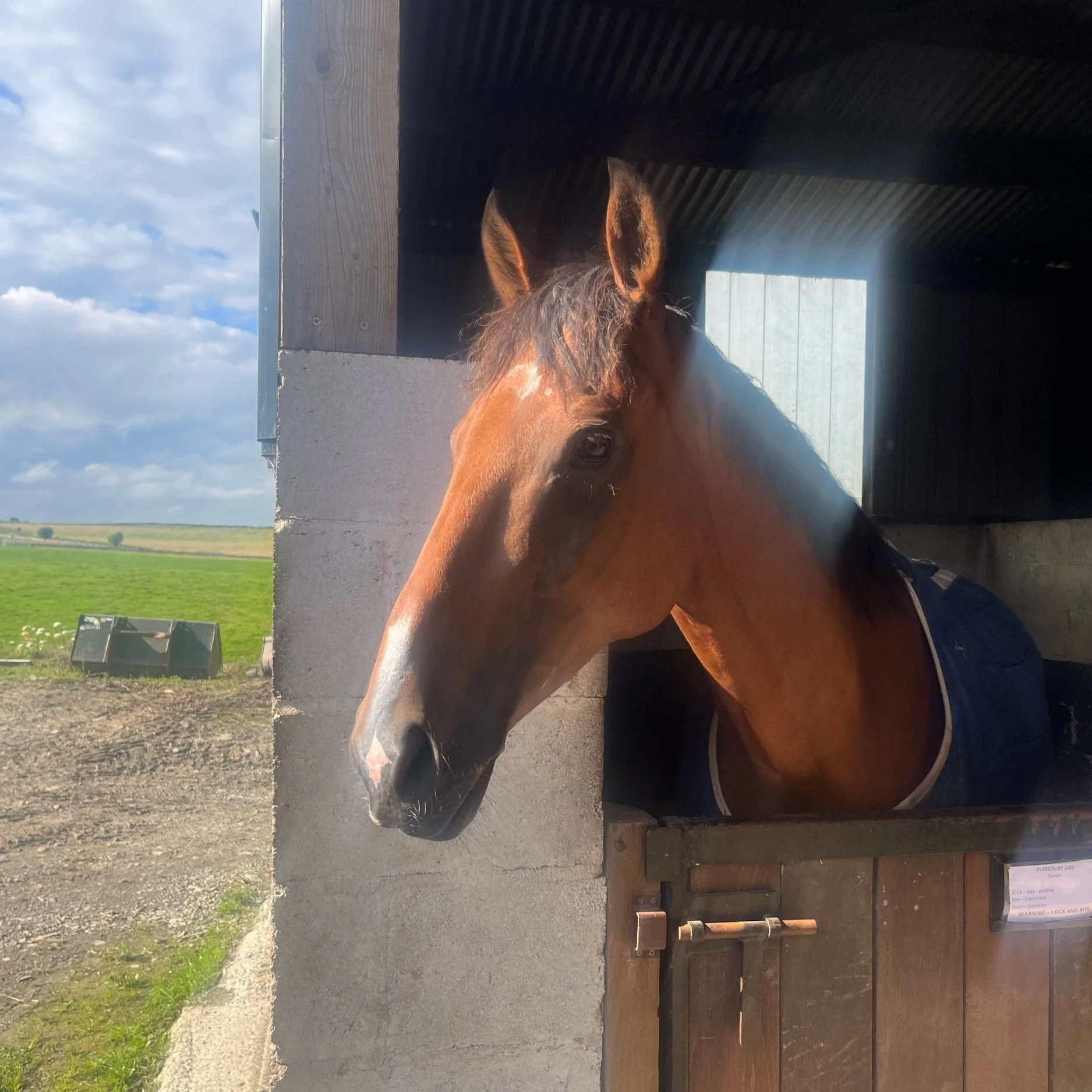 Horses In Training — Coltherd Racing