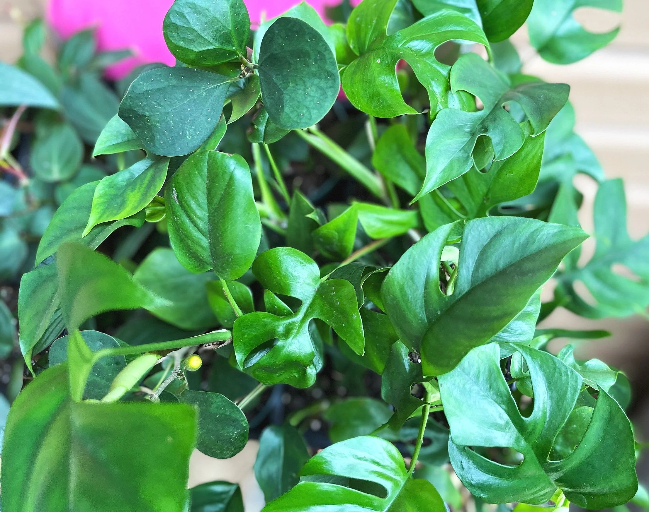 Fancy Plants Plantmongers